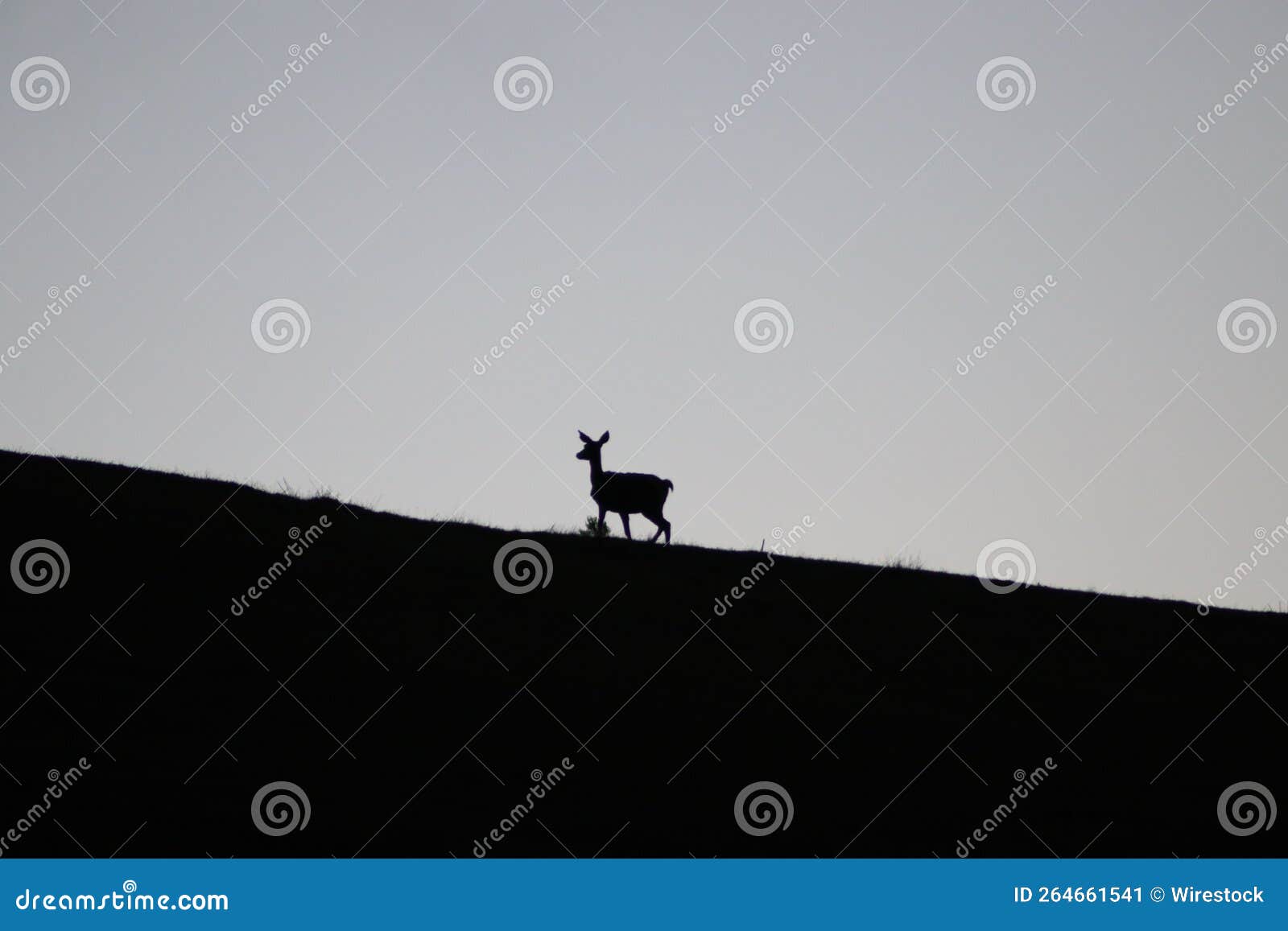 Silueta De Ciervo Sobre Una Colina Imagen de archivo - Imagen de animal ...