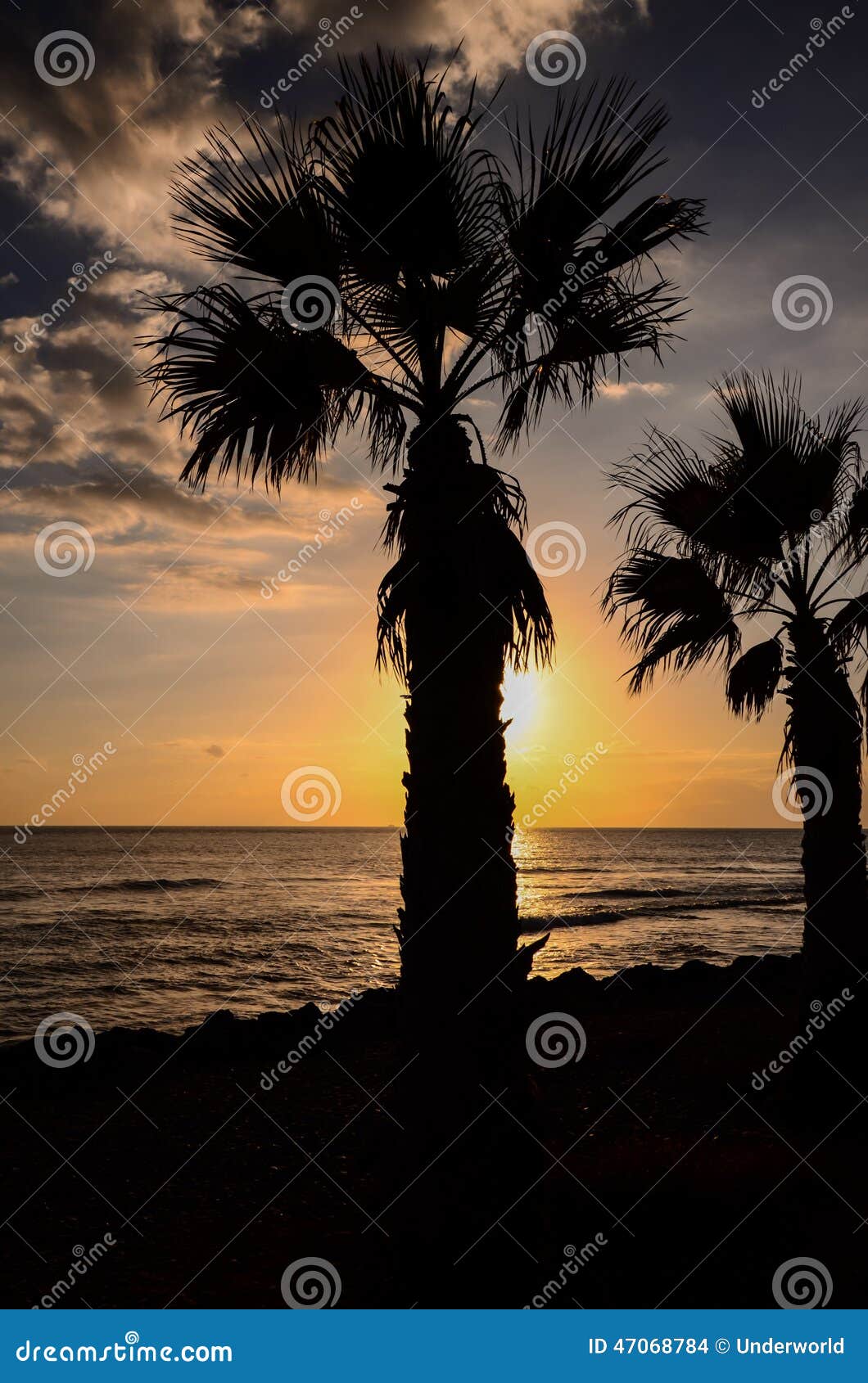 Silueta de la palmera foto de archivo. Imagen de exterior - 47068784