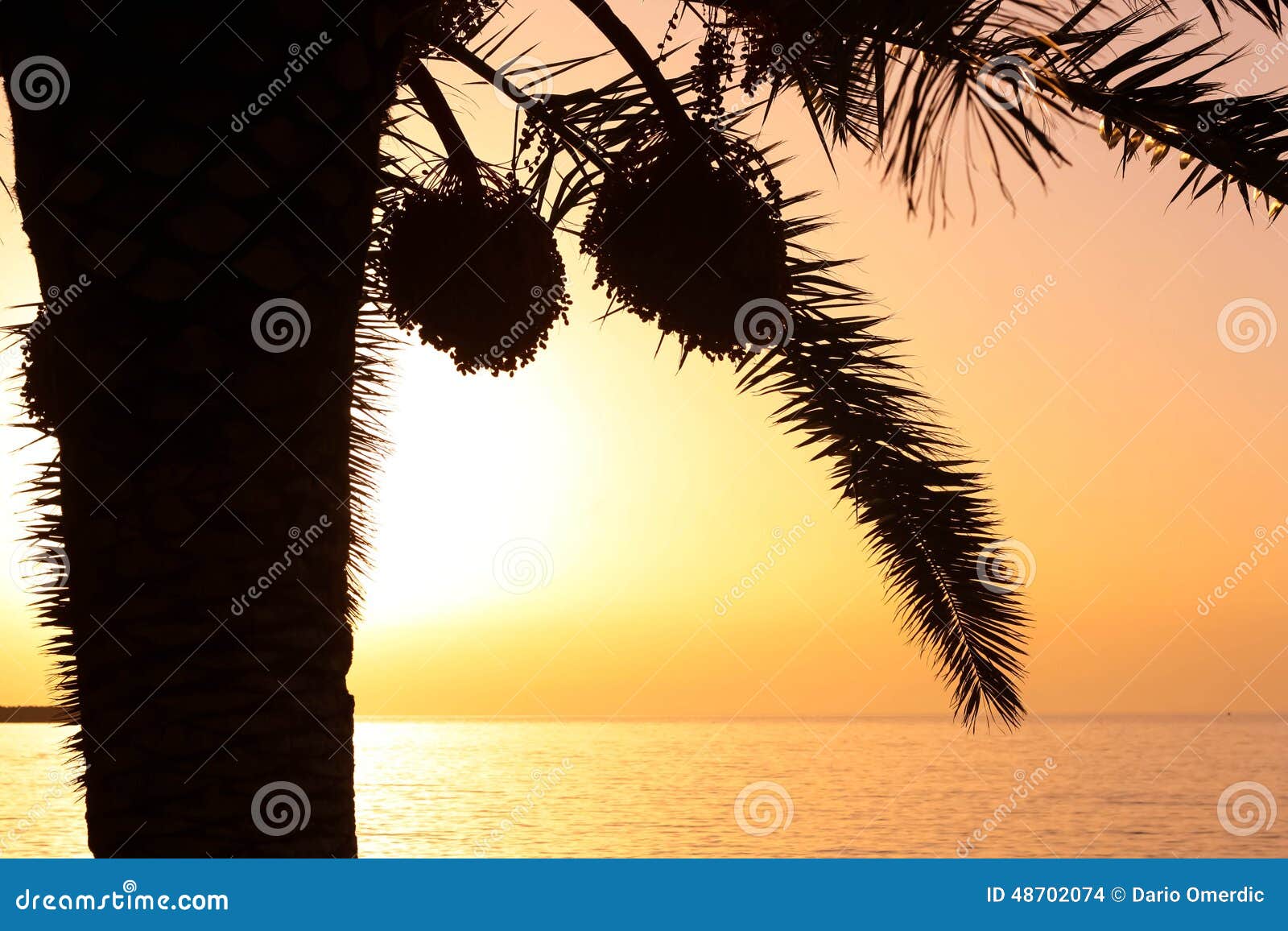 Silueta de la palmera foto de archivo. Imagen de sunset - 48702074