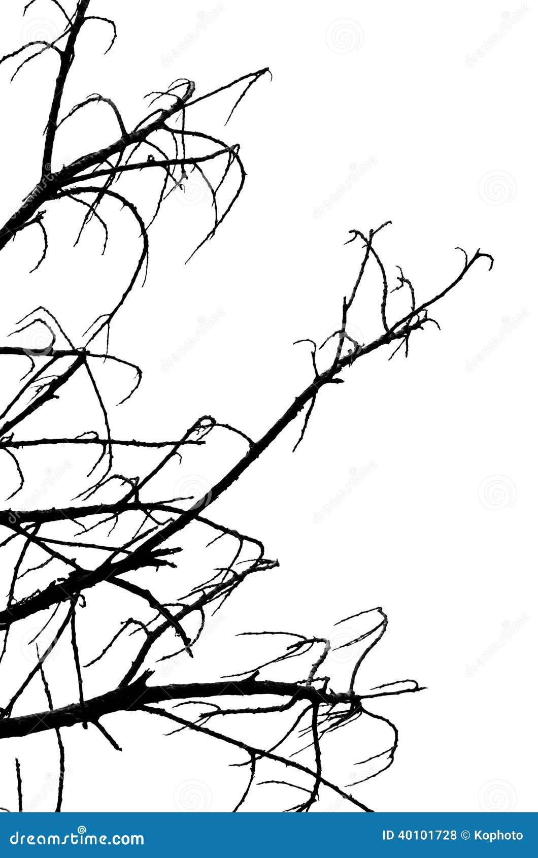 Silueta De Las Ramas De árbol Foto de archivo - Imagen de objeto ...