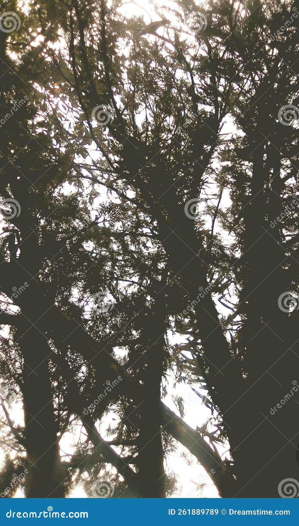 Silueta de rama de madera imagen de archivo. Imagen de maderas - 261889789