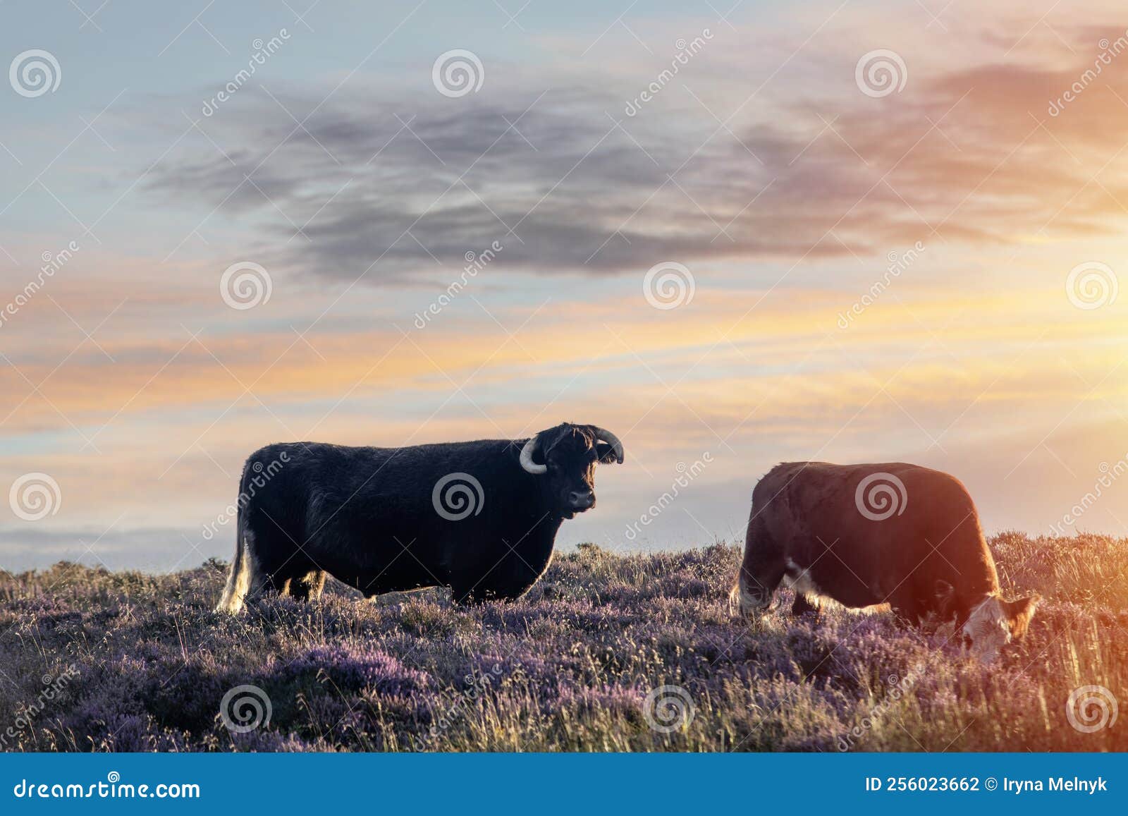 Silueta De Toro Y Vaca Al Atardecer Foto de archivo - Imagen de ...