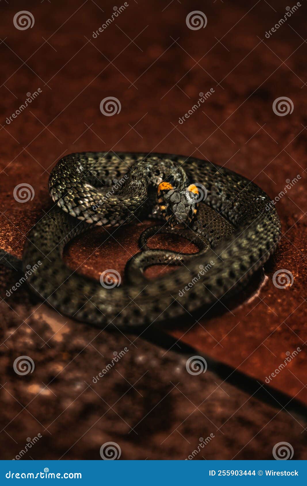 Silueta Vertical De Una Serpiente De Hierba Natrix Natrix Foto de ...