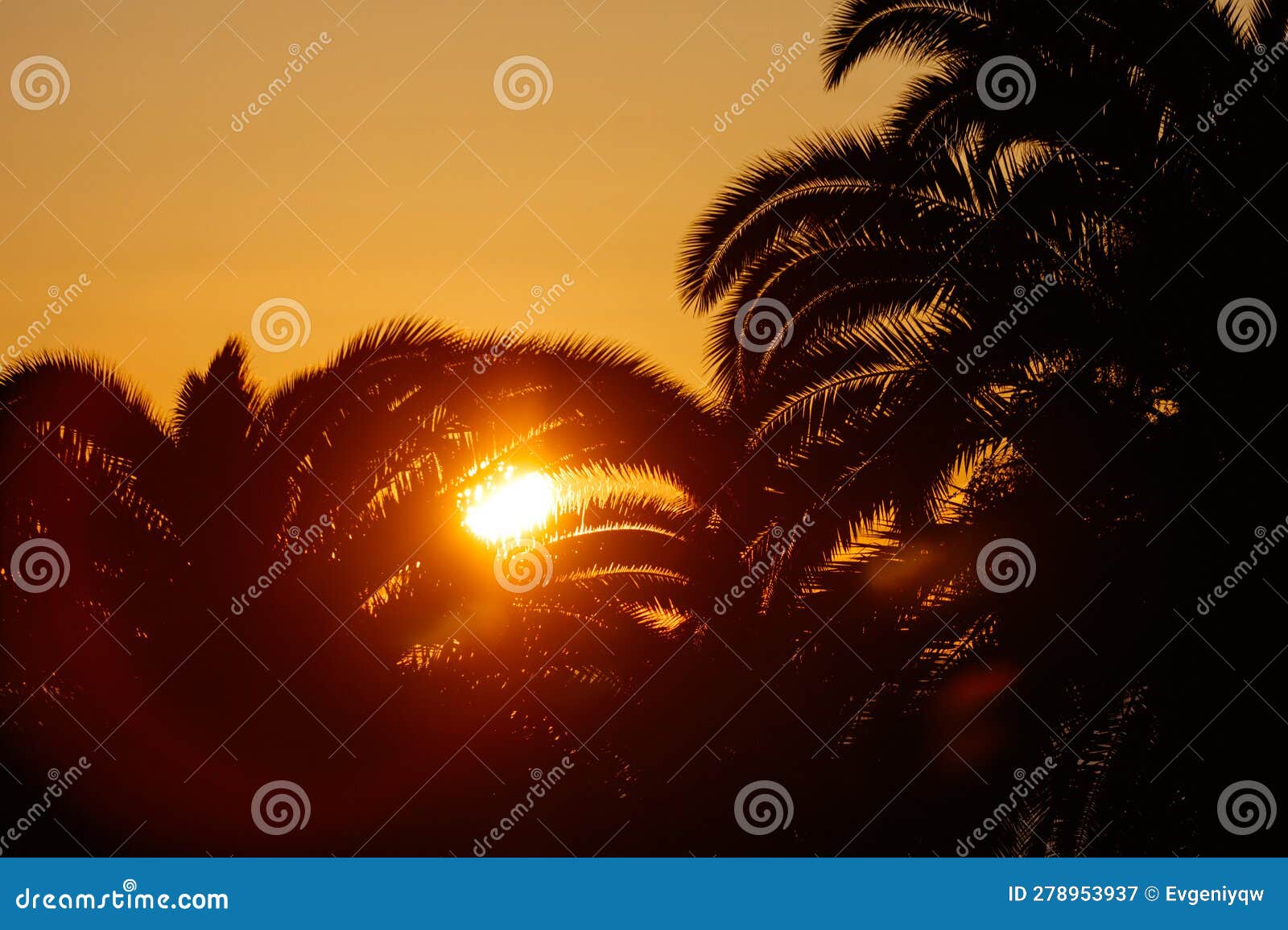 Siluetas De Coco Con Puesta De Sol Tropical Imagen de archivo - Imagen ...