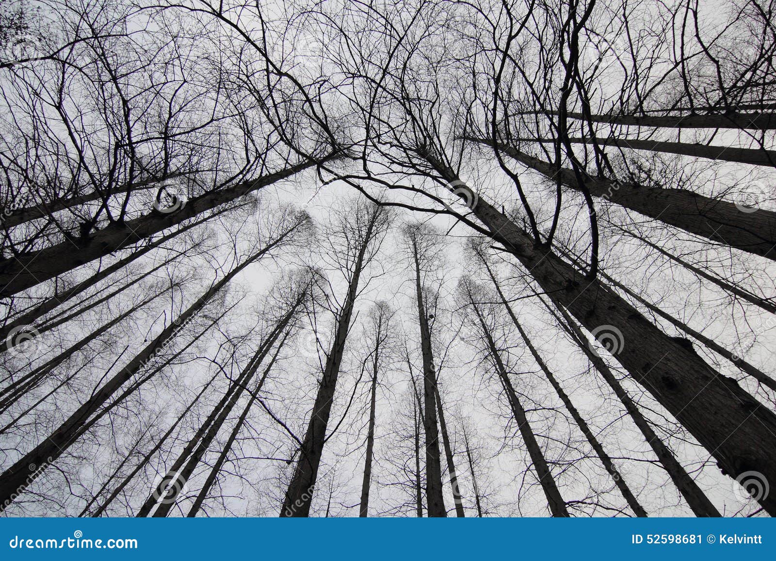 Siluetta Dei Rami Degli Alberi Immagine Stock - Immagine di filiali ...