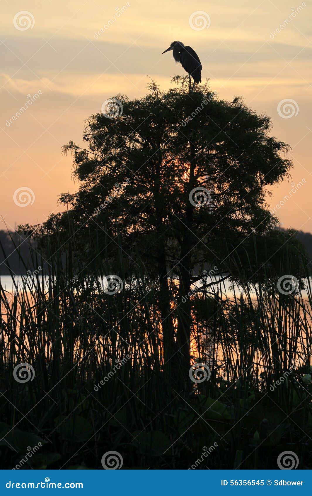 Siluetta Dell'airone Di Grande Blu Sull'albero Di Cypress Calvo Ad Alba ... Siluetta Dell'airone Di Grande Blu Sull'albero Di Cypress Calvo Ad Alba ...