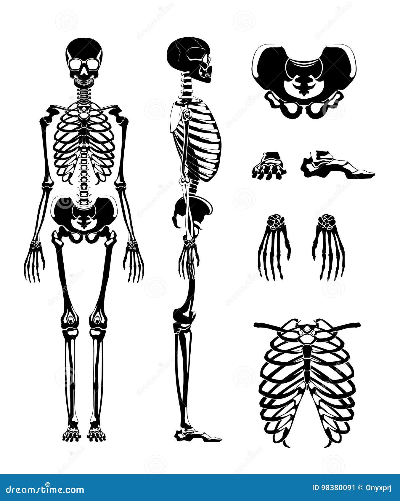 Siluetta Di Vettore Dello Scheletro Umano Immagini Di Anatomia Ossa ... Siluetta Di Vettore Dello Scheletro Umano Immagini Di Anatomia Ossa ...