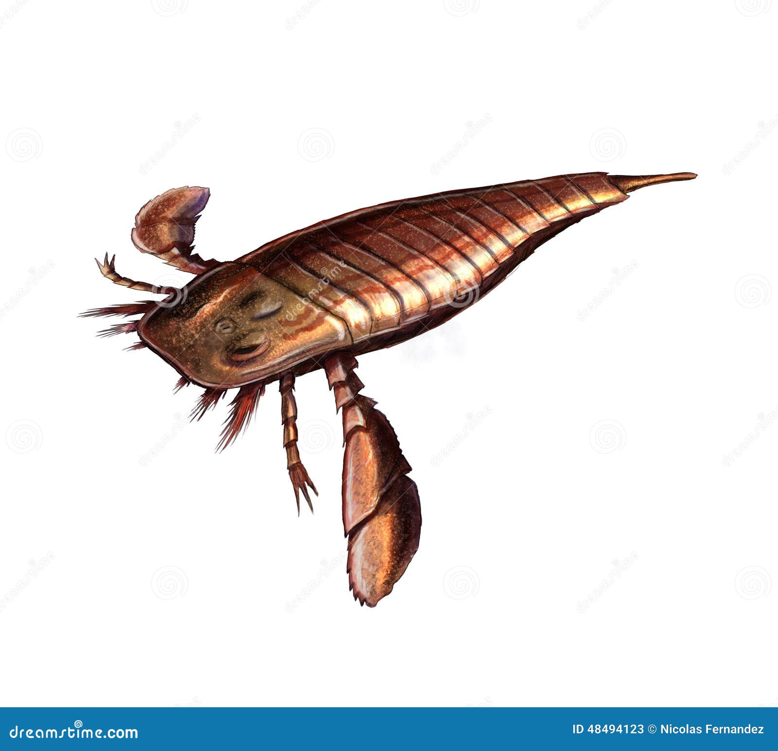Silurian Eurypterid stock illustration. Illustration of arthropod ...