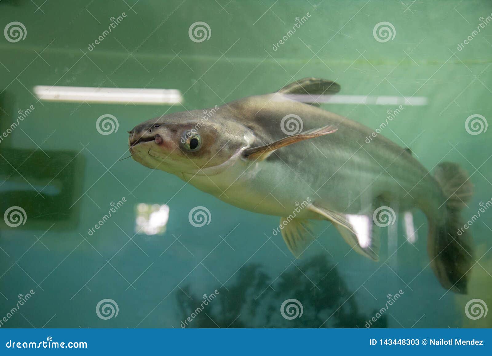 Siluriformes, Commonly Called Catfish, Catfish or Catfish Stock Image ...