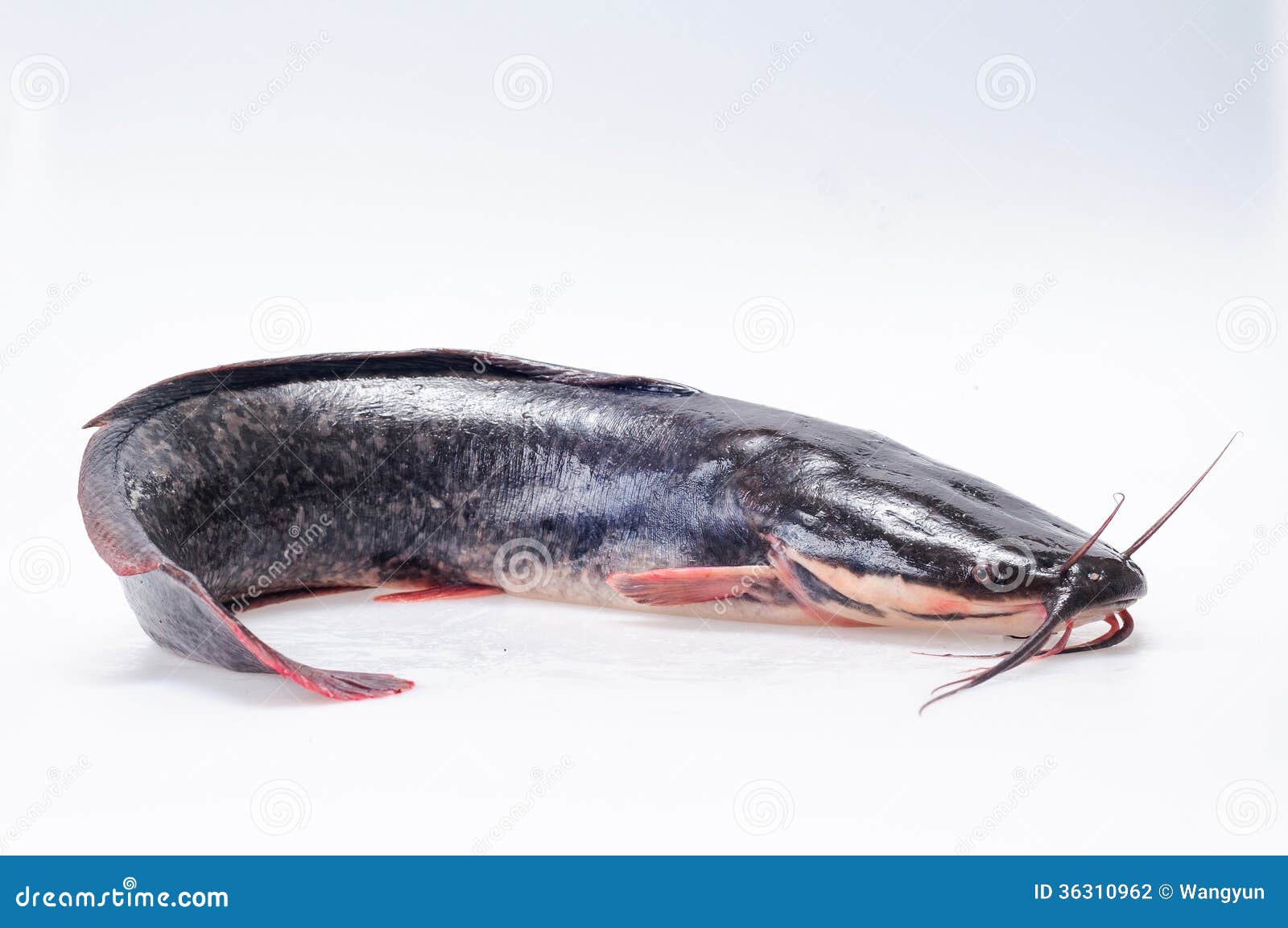 Siluro foto de archivo. Imagen de buscado, animal, aleta - 36310962