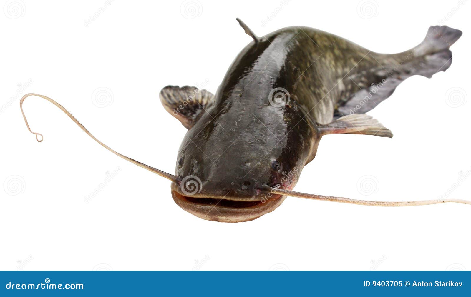 Siluro grande del río imagen de archivo. Imagen de fangoso - 9403705