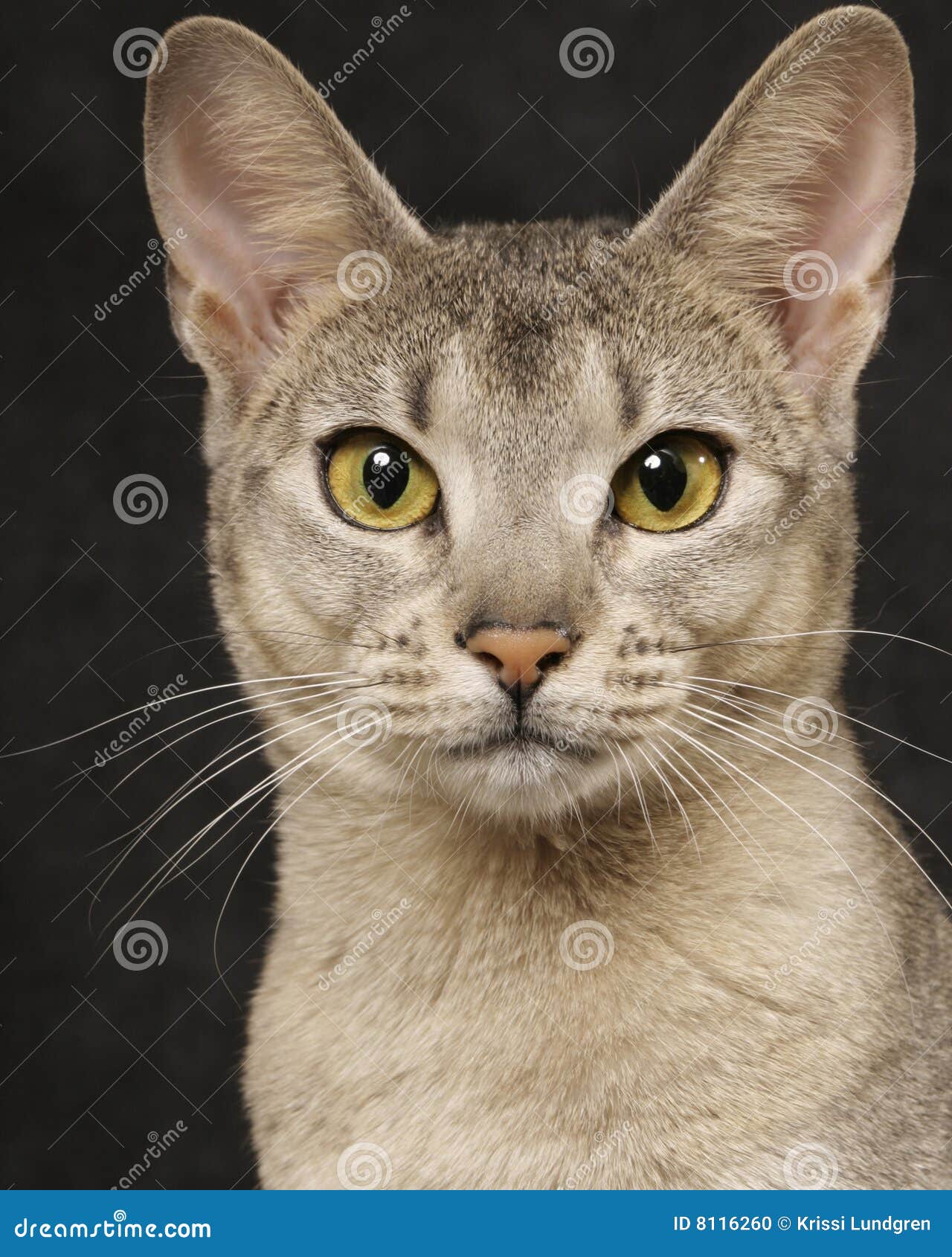 Grey Abyssinian Cats