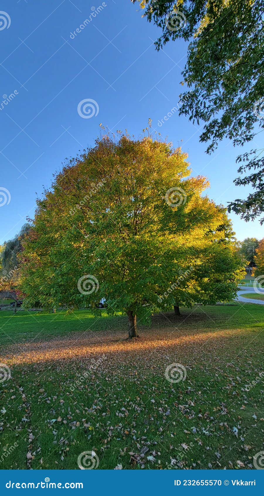 Silver Acer Maple Tree Autumn Stock Photo - Image of maple, halloween ...