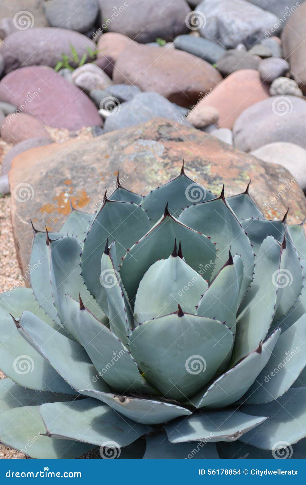 Silver Agave Plant with Rocks for Xeriscaping Stock Photo - Image of ...