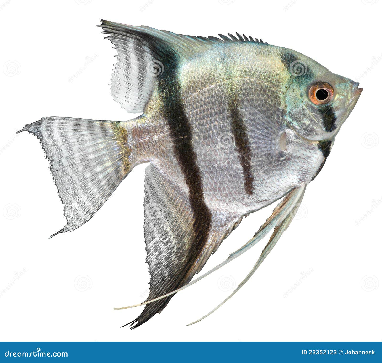 Angel Fish Png