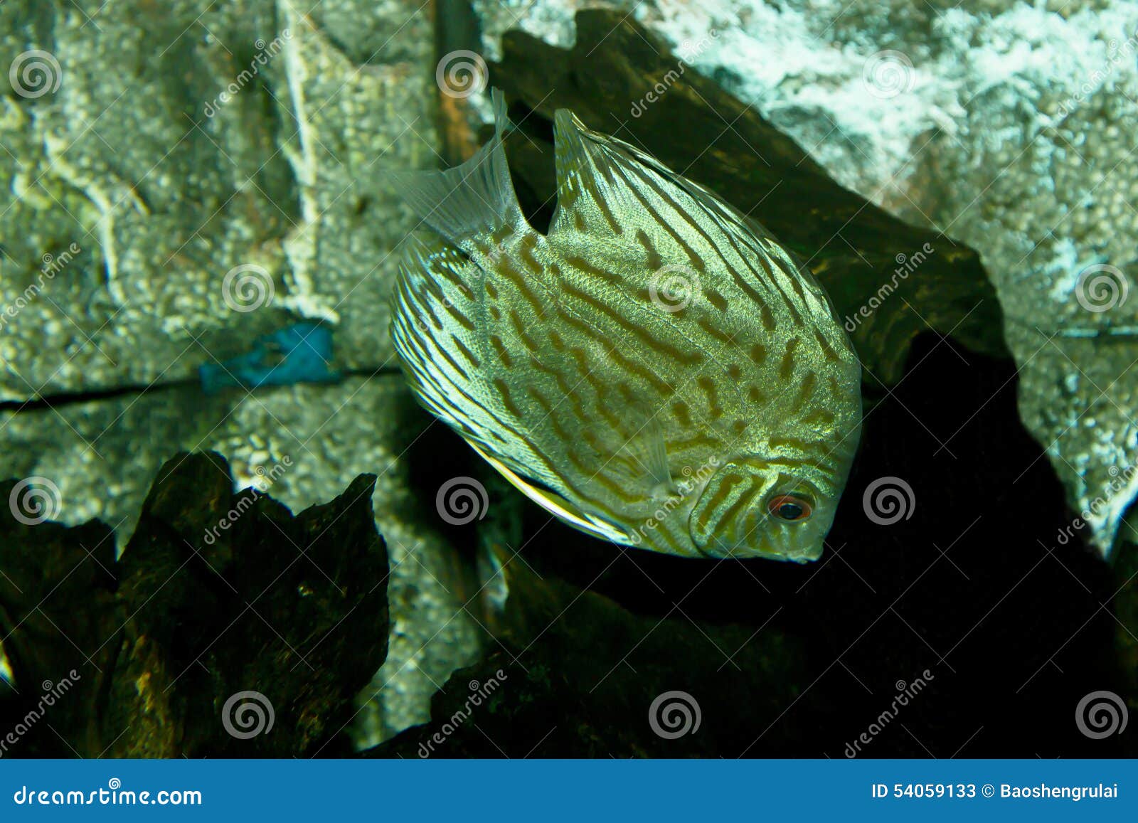 Silver Angelfish stock image. Image of macro, oceanic - 54059133