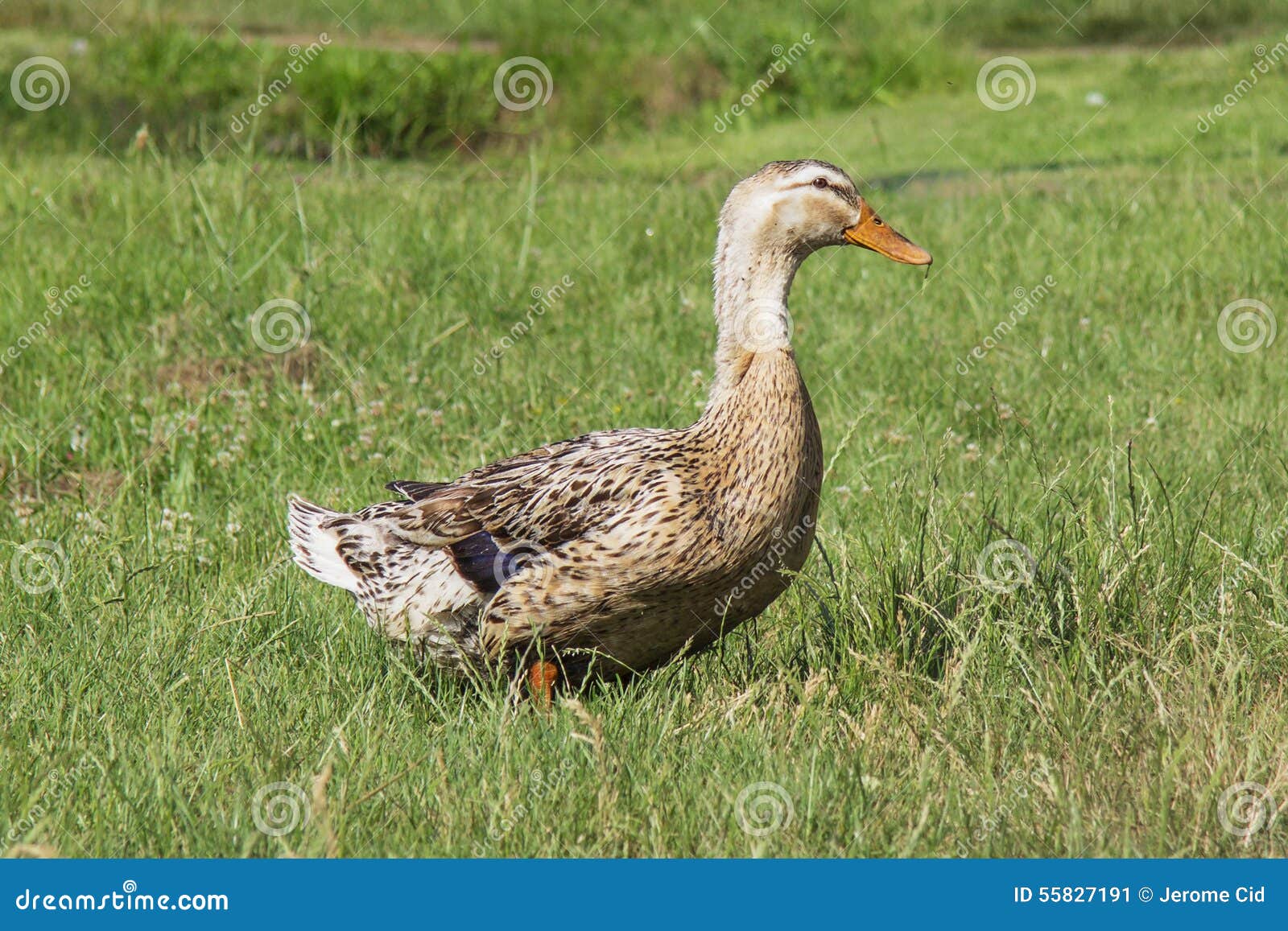 Silver Appleyard Duck stock image. Image of farmyard - 55827191