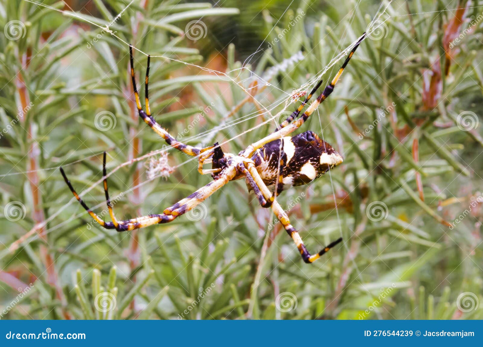 The Under Side of a Silver Argiope Spider Stock Image - Image of tree ...