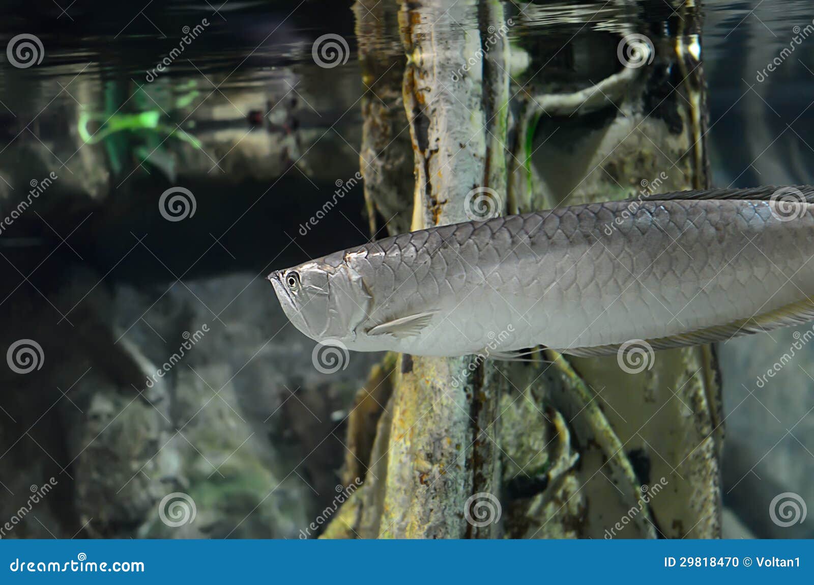 The silver arowana fish stock photo. Image of freshwater - 29818470