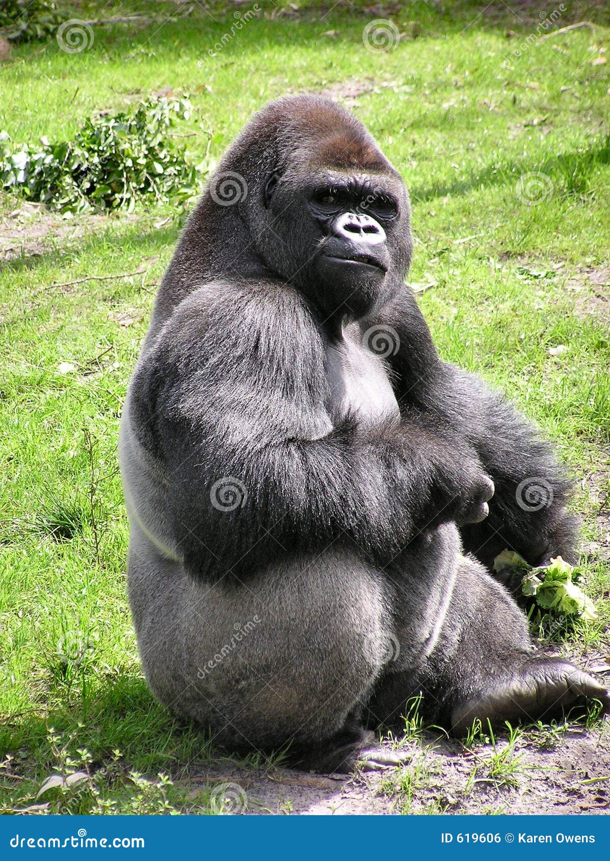 Silver Back stock photo. Image of zoology, zoos, nature - 619606