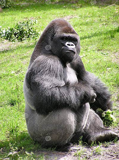 Silver Back stock photo. Image of zoology, zoos, nature - 619606