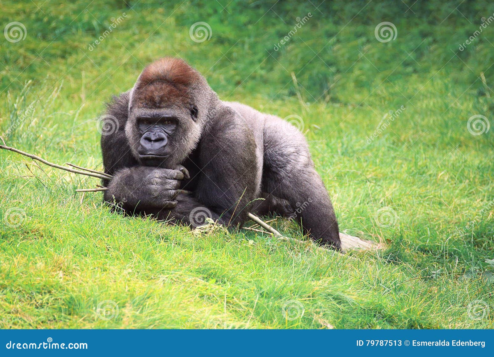 Silver back stock image. Image of endangered, captive - 79787513