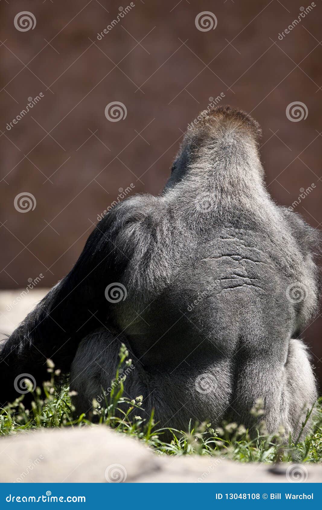 Silver back gorilla stock photo. Image of game, omnivores - 13048108