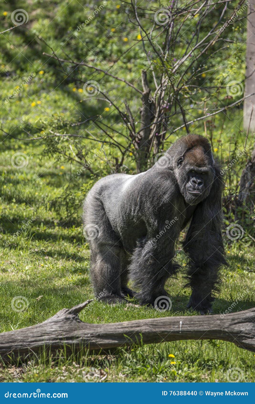 Silver back Gorilla stock photo. Image of gorillas, dark - 76388440