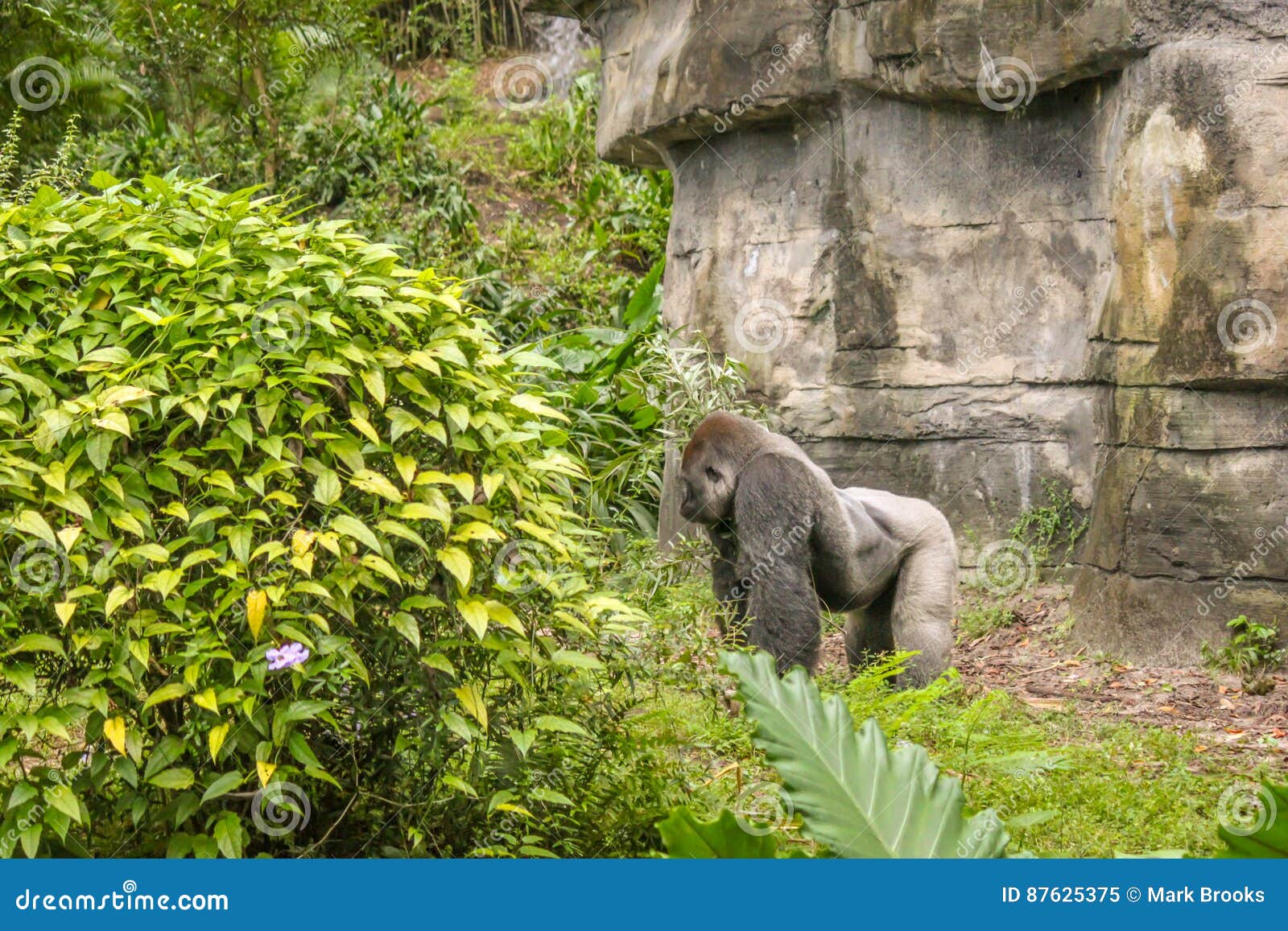 Silver Back Gorilla Standing Up Stock Image - Image of grimace, posing ...
