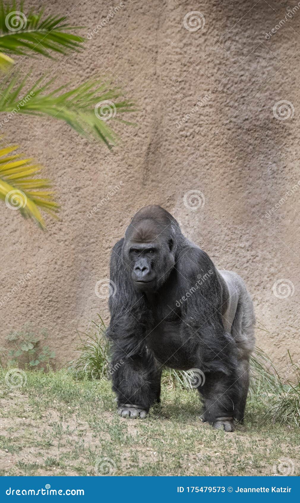 Silver Back Gorilla Striking a Mighty Pose Stock Image - Image of care ...