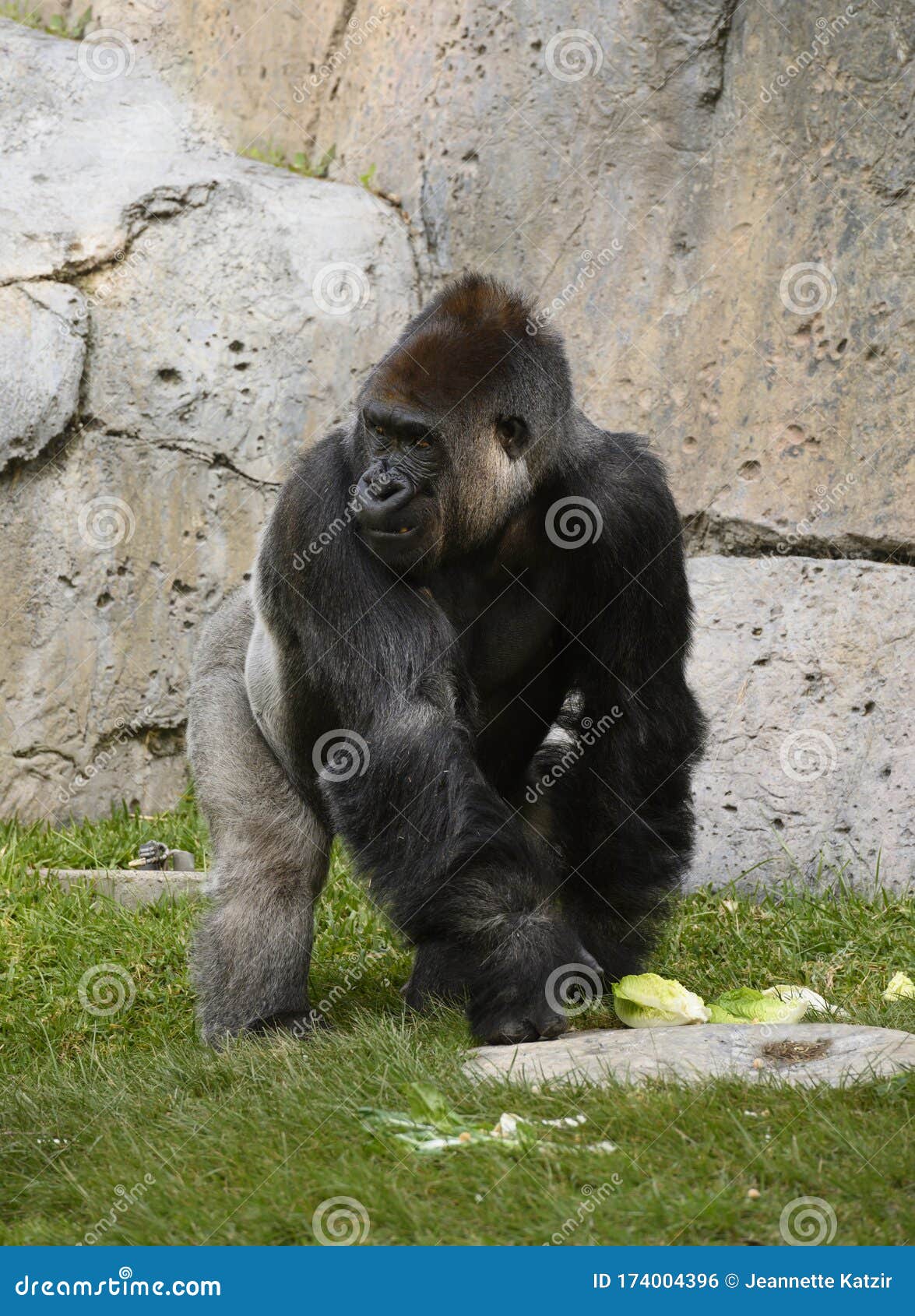 Silver Back Gorilla Striking a Mighty Pose Stock Photo - Image of ...