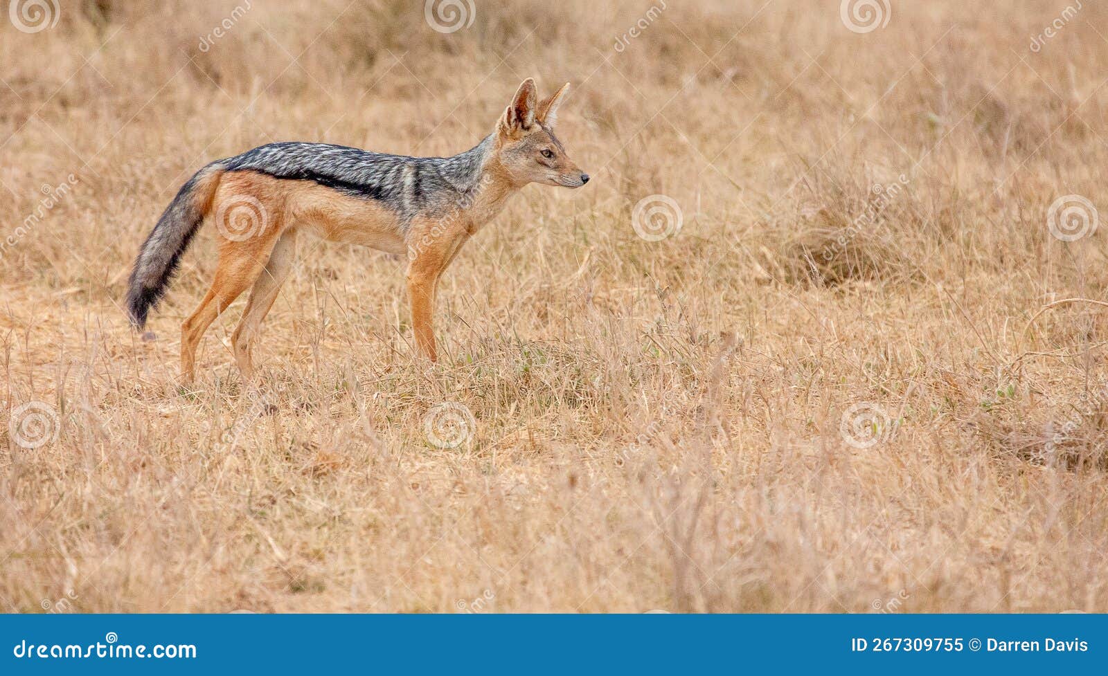 Silver-backed Jackal Canis Mesomelas Staring into the Distance Stock ...