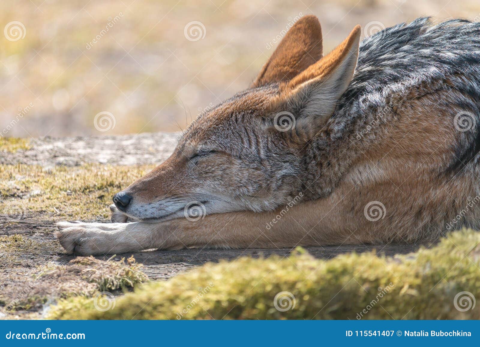 Sleeping Black-backed Jackal Canis Mesomelas Stock Image - Image of ...