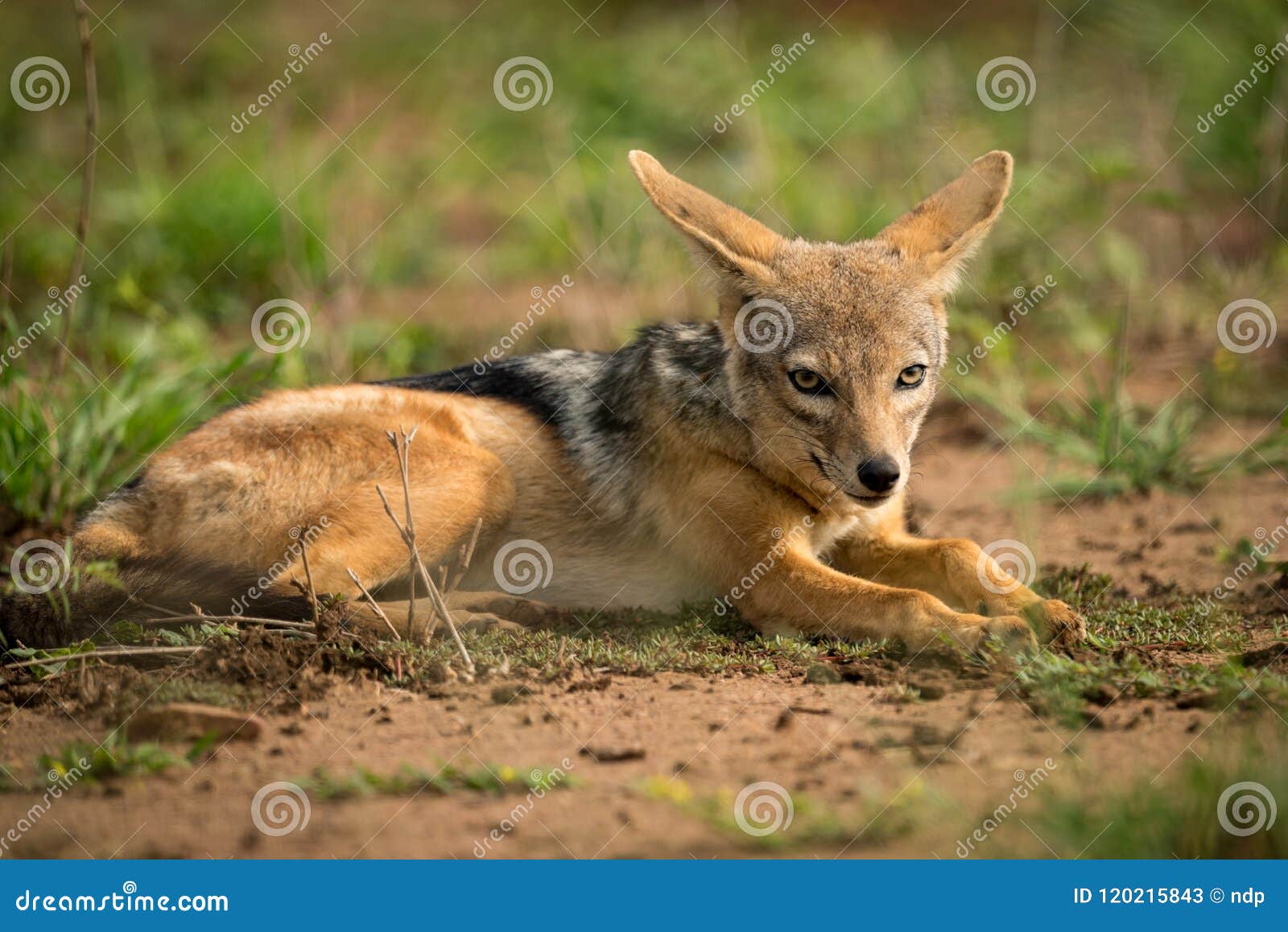 Silver-backed Jackal Lying in Patch of Grass Stock Image - Image of ...