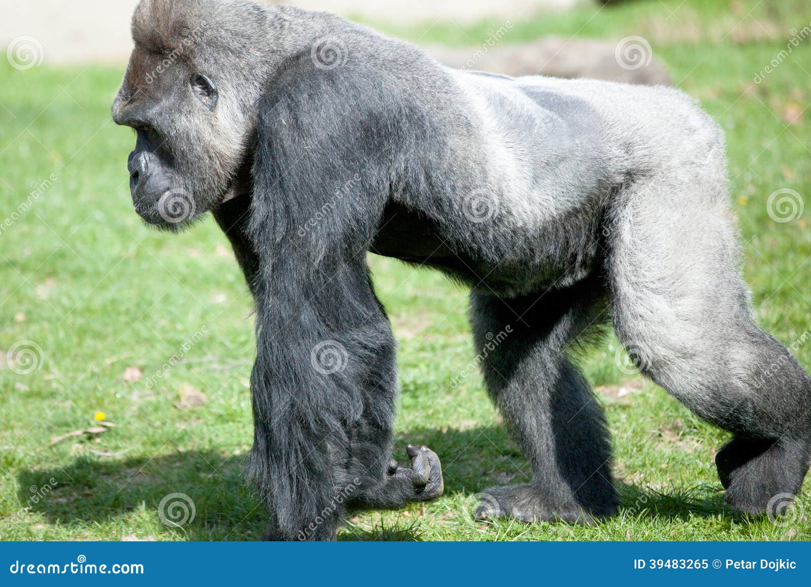 Silver backed Male Gorilla stock image. Image of gorilla - 39483265