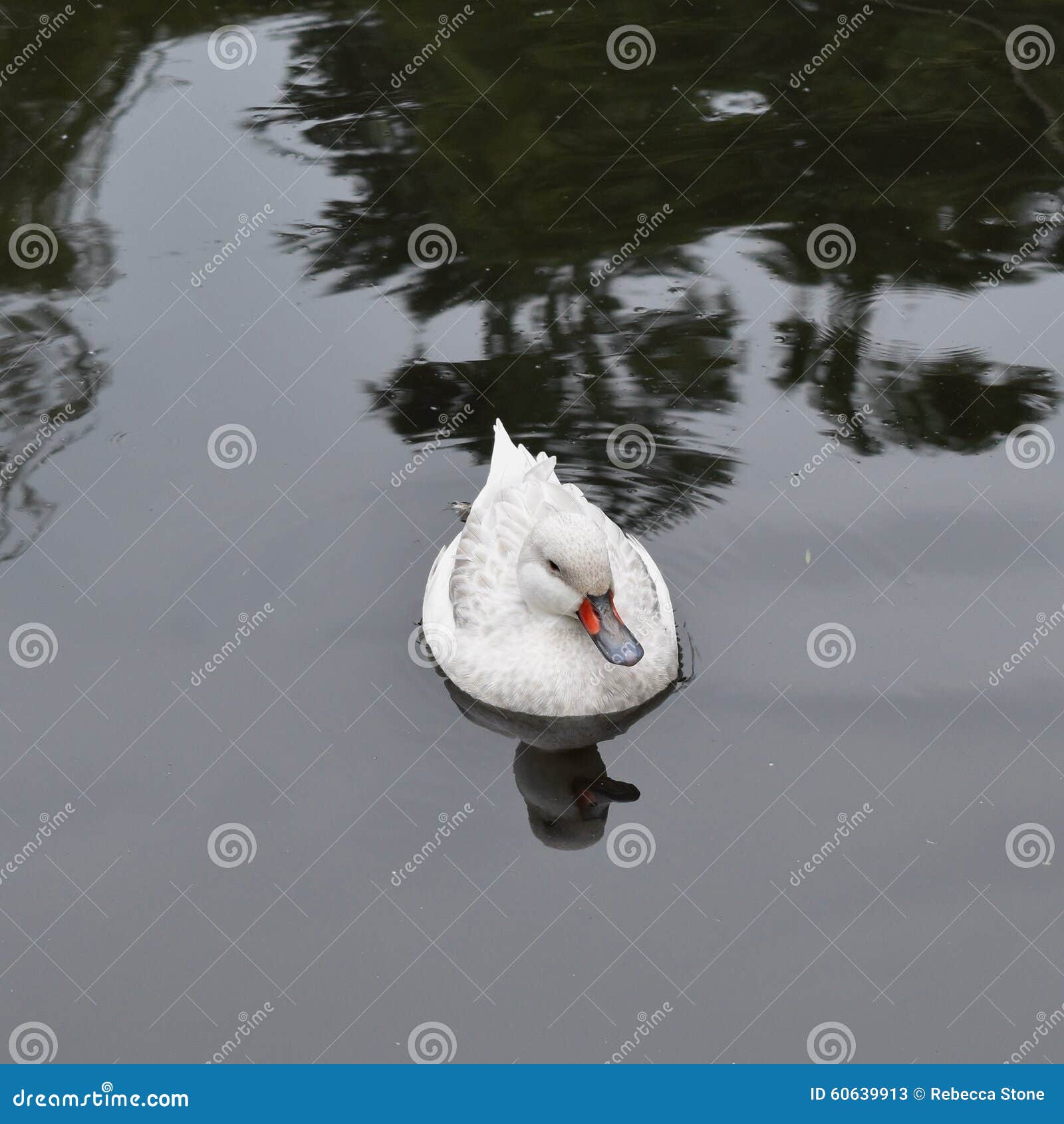 Silver bahama pintail duck stock image. Image of anas - 60639913