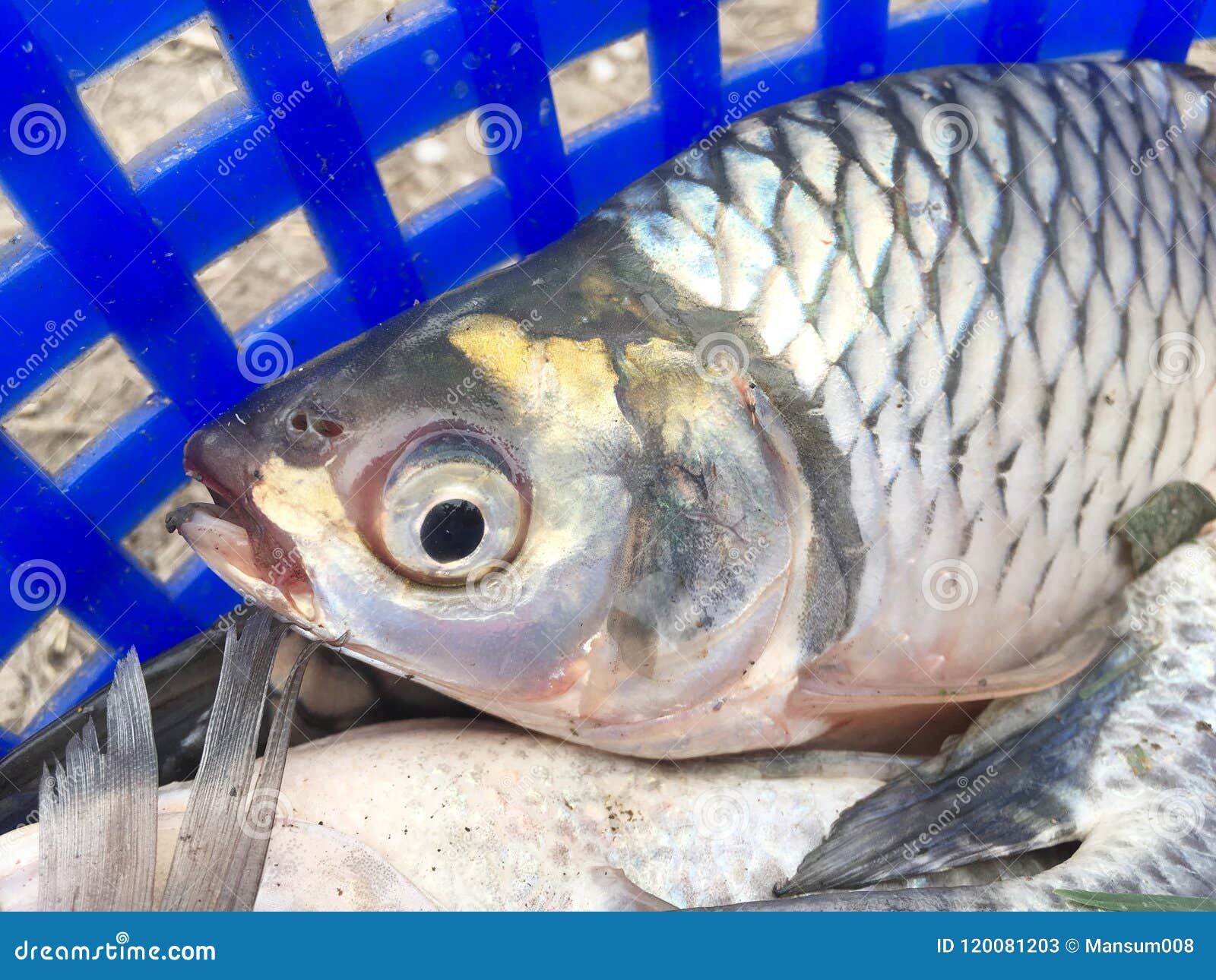 Silver barb fish stock image. Image of catch, fresh - 120081203