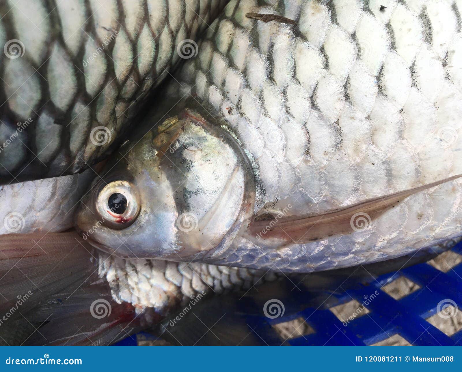 Silver barb fish stock image. Image of animal, silver - 120081211