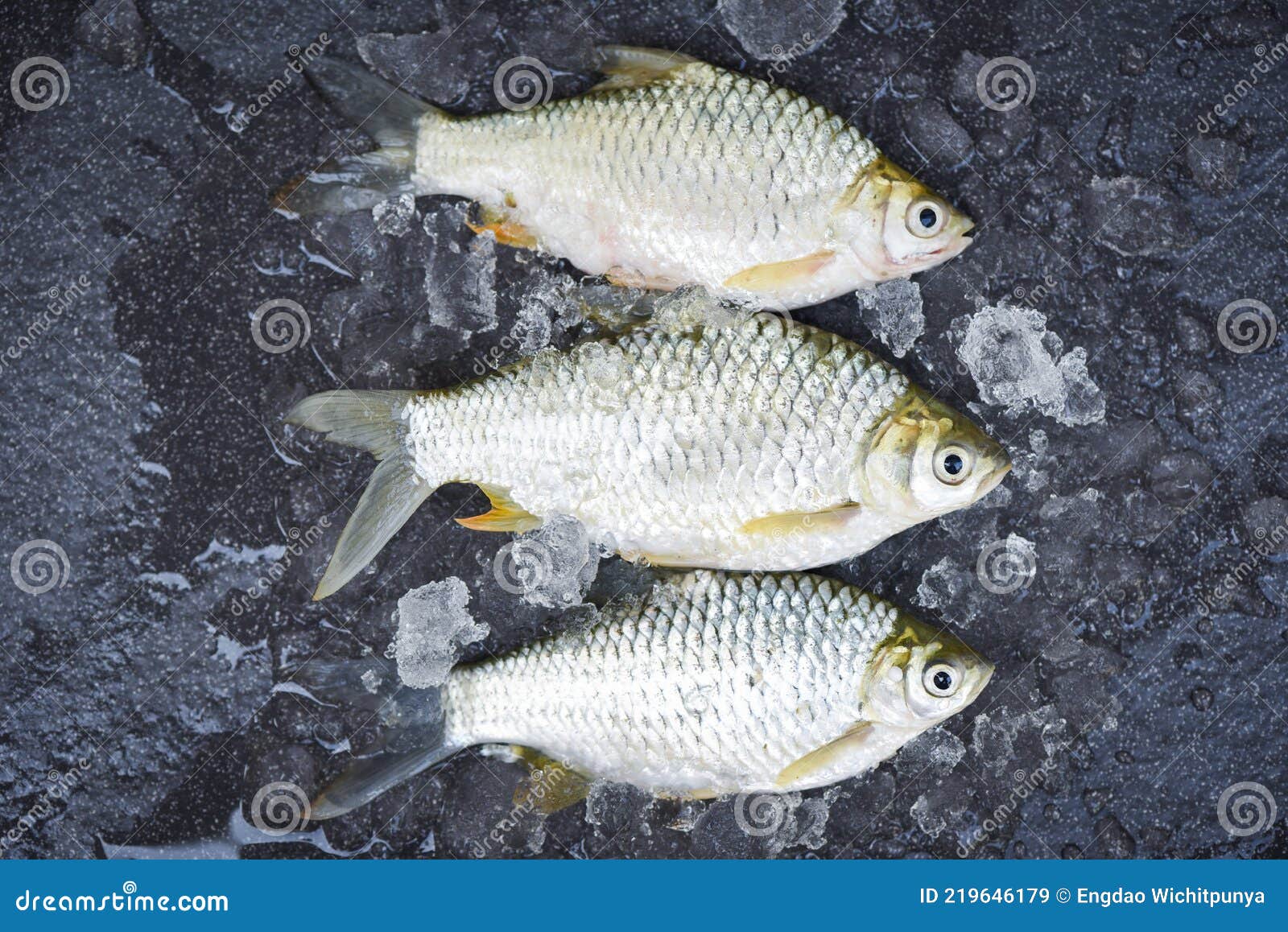 Silver Barb Fish on Ice, Java Barb Carp Fish on Market Food on Dark ...