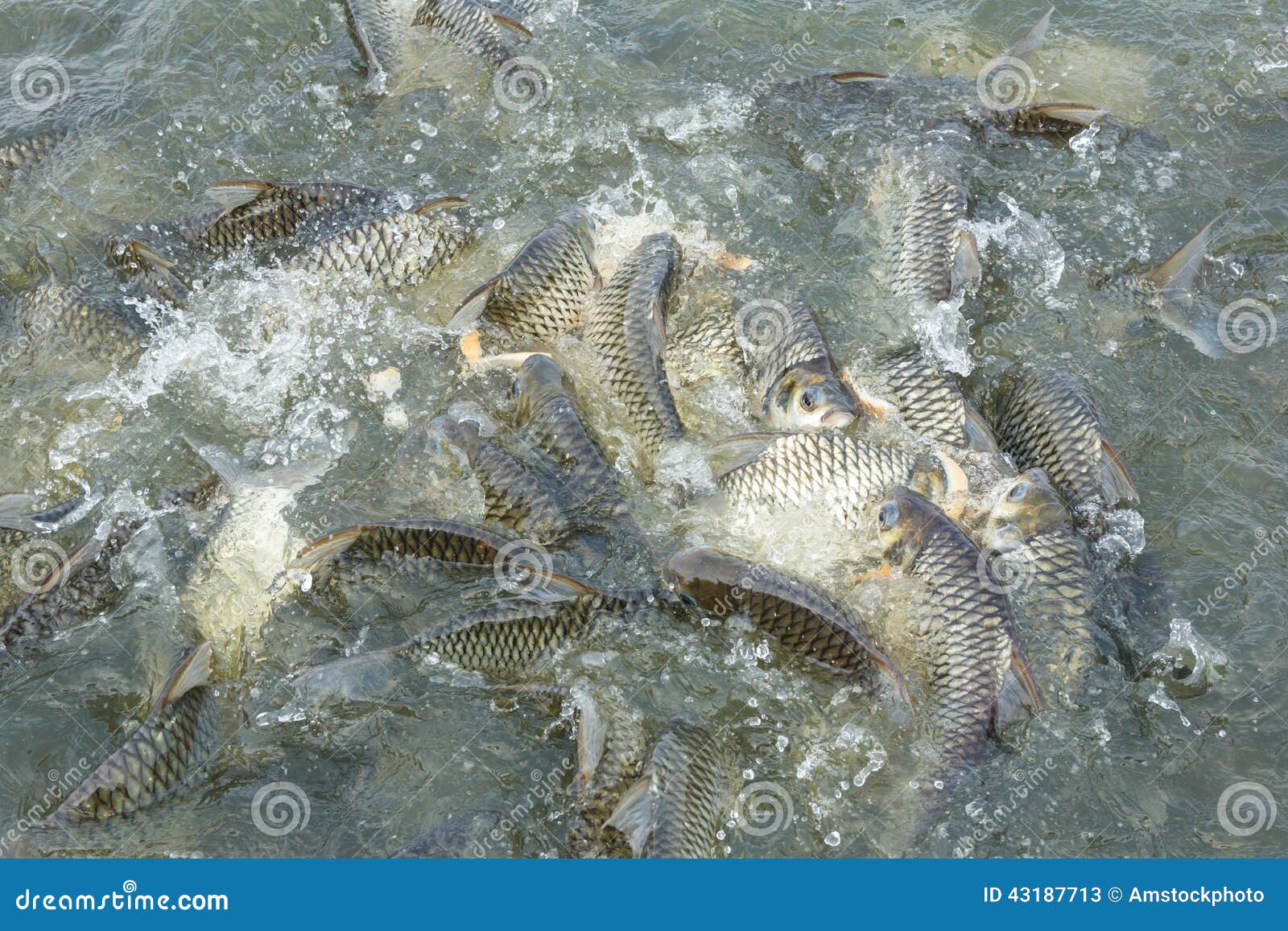 Silver Barb Fish Stock Photos - Royalty Free Images