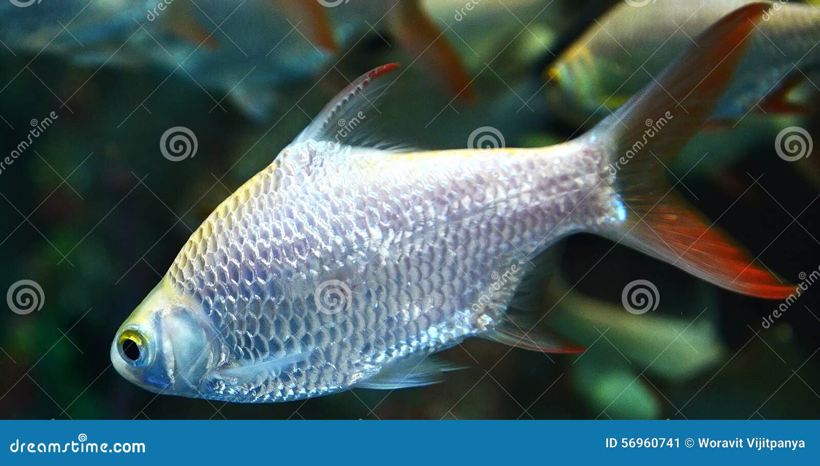 Silver barb fish stock image. Image of asia, java, fresh - 56960741