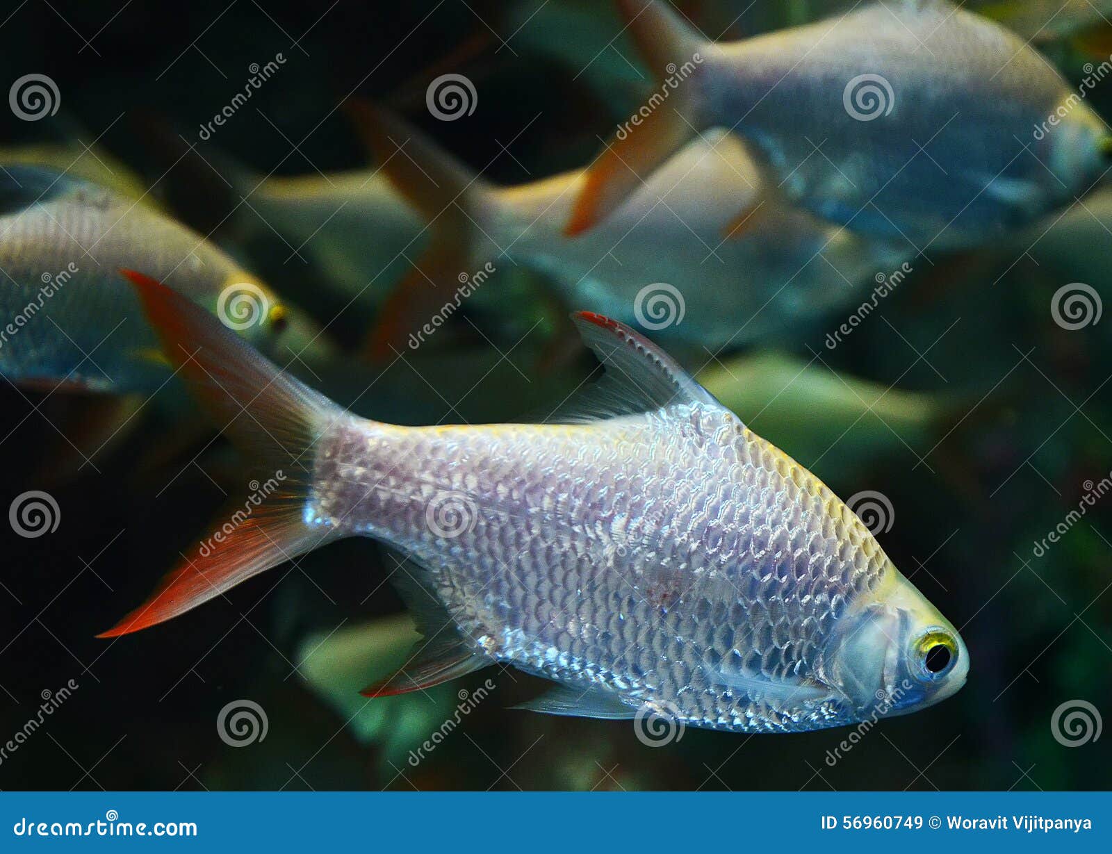 Silver barb fish stock image. Image of barb, path, asia - 56960749