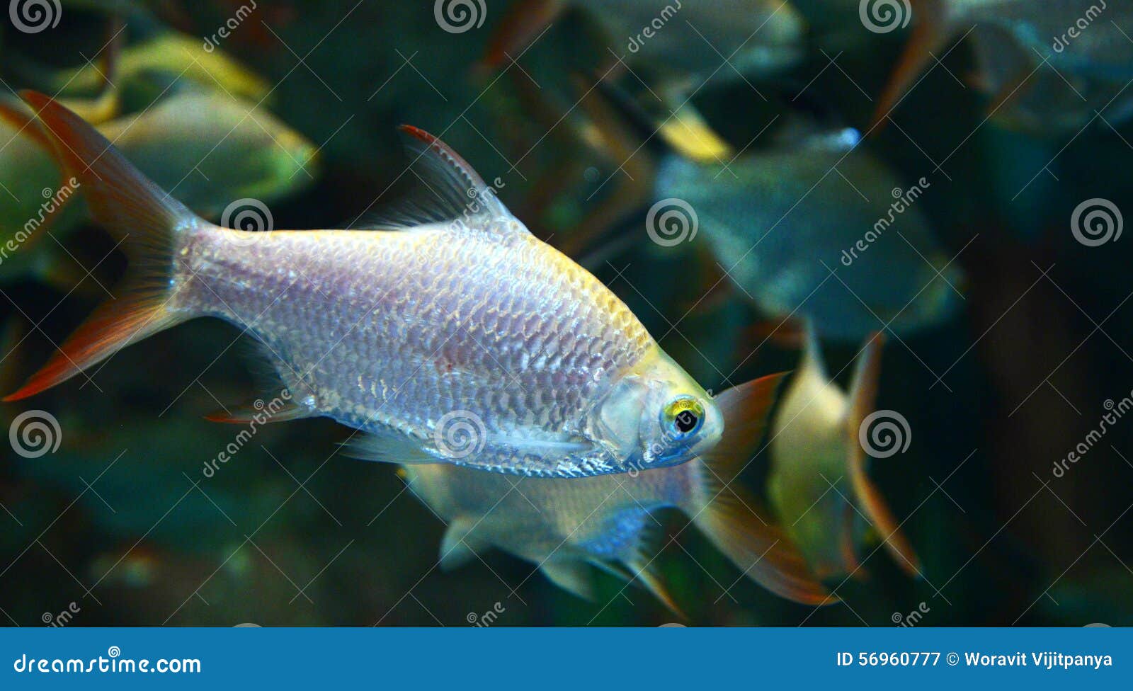 Silver barb fish stock image. Image of asia, silver, sport - 56960777