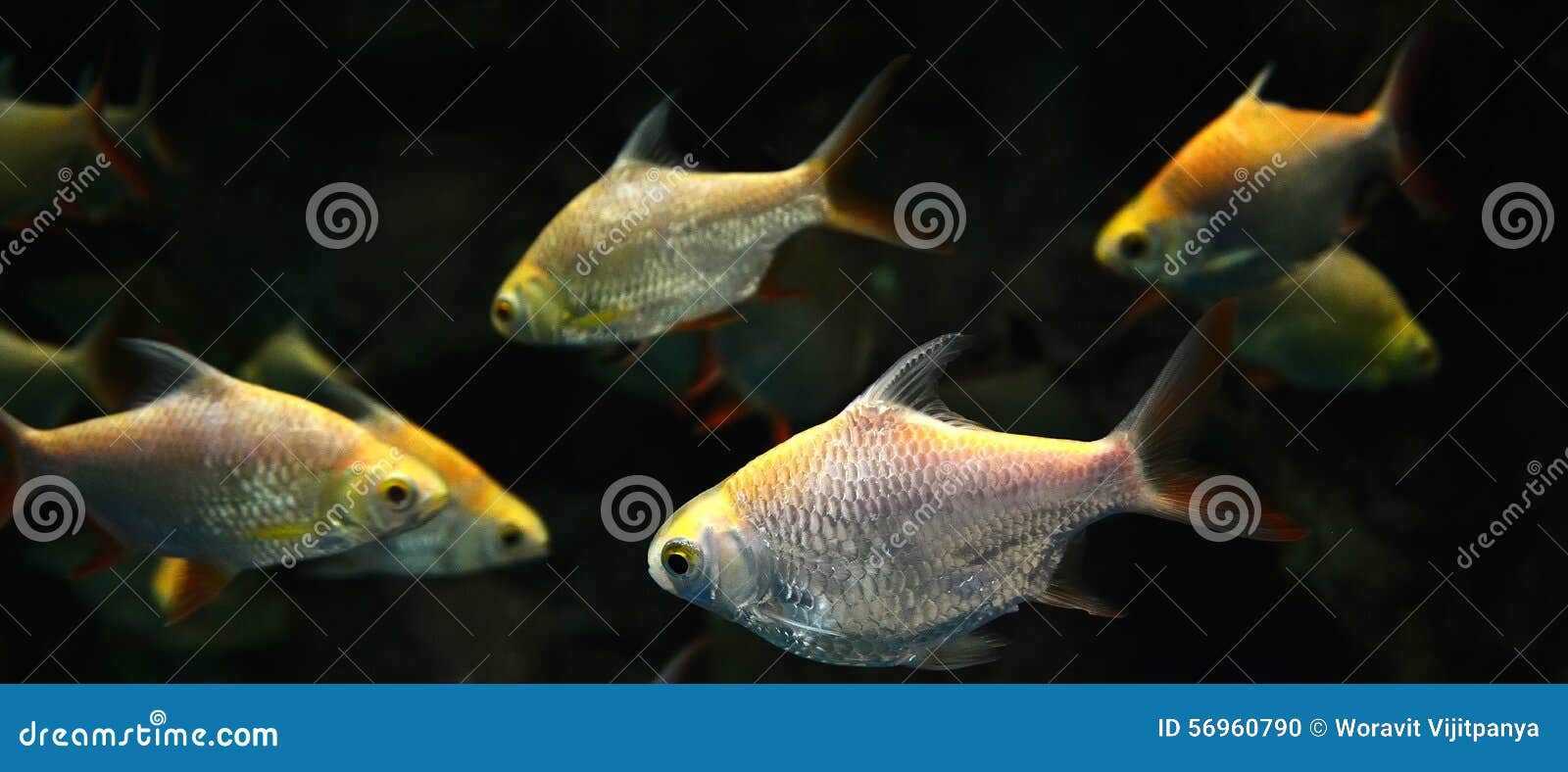 Silver barb fish stock photo. Image of clipping, isolated - 56960790