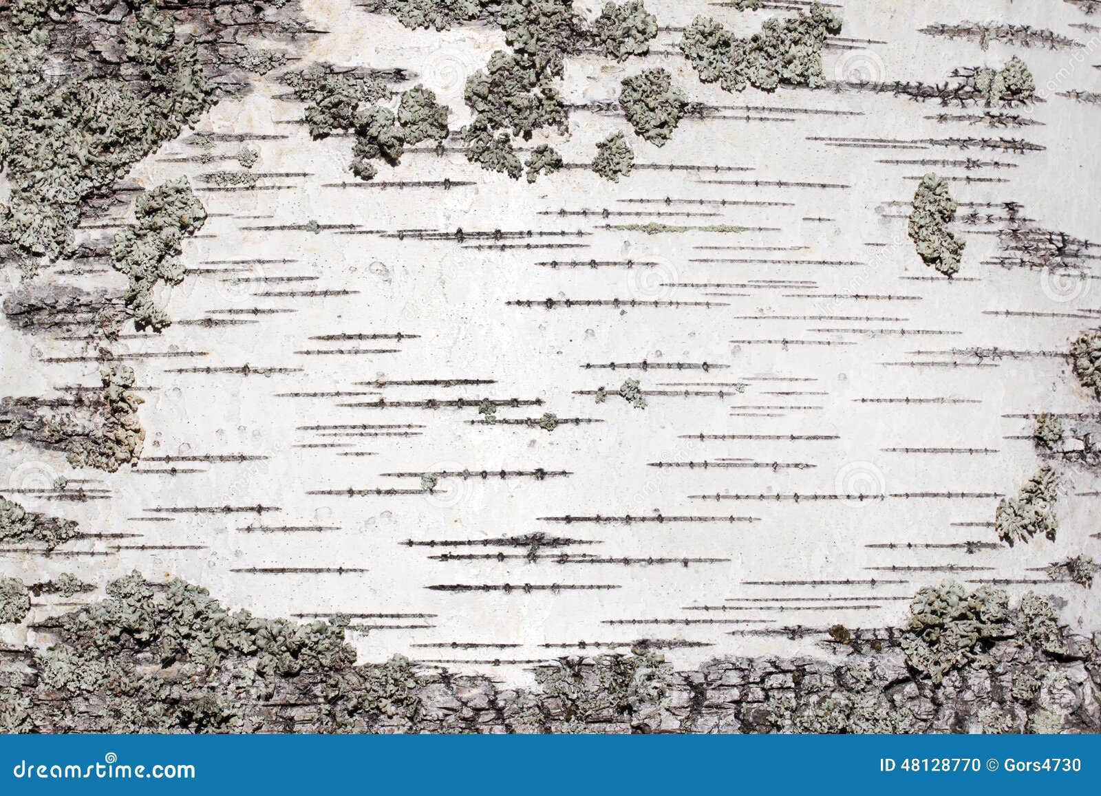 Silver Bark stock photo. Image of bark, moss, abstract - 48128770