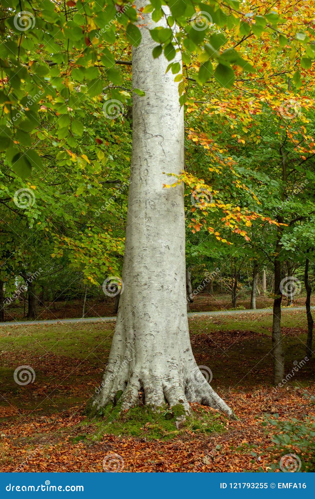 Silver Beech Tree Trunk Rising into a Colourful Woodland Canopy Stock ...