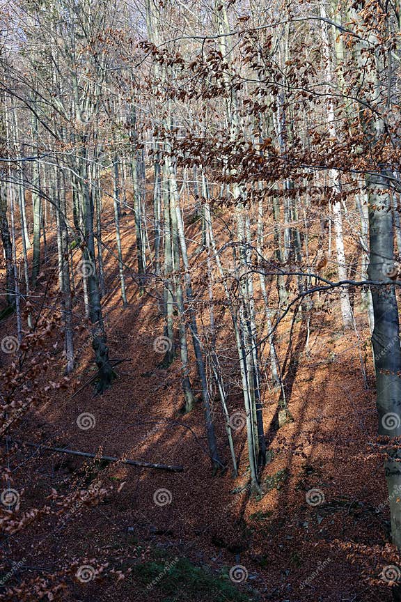 Silver-beech Tree Trunks Against the Dry Leaves. Stock Image - Image of ...