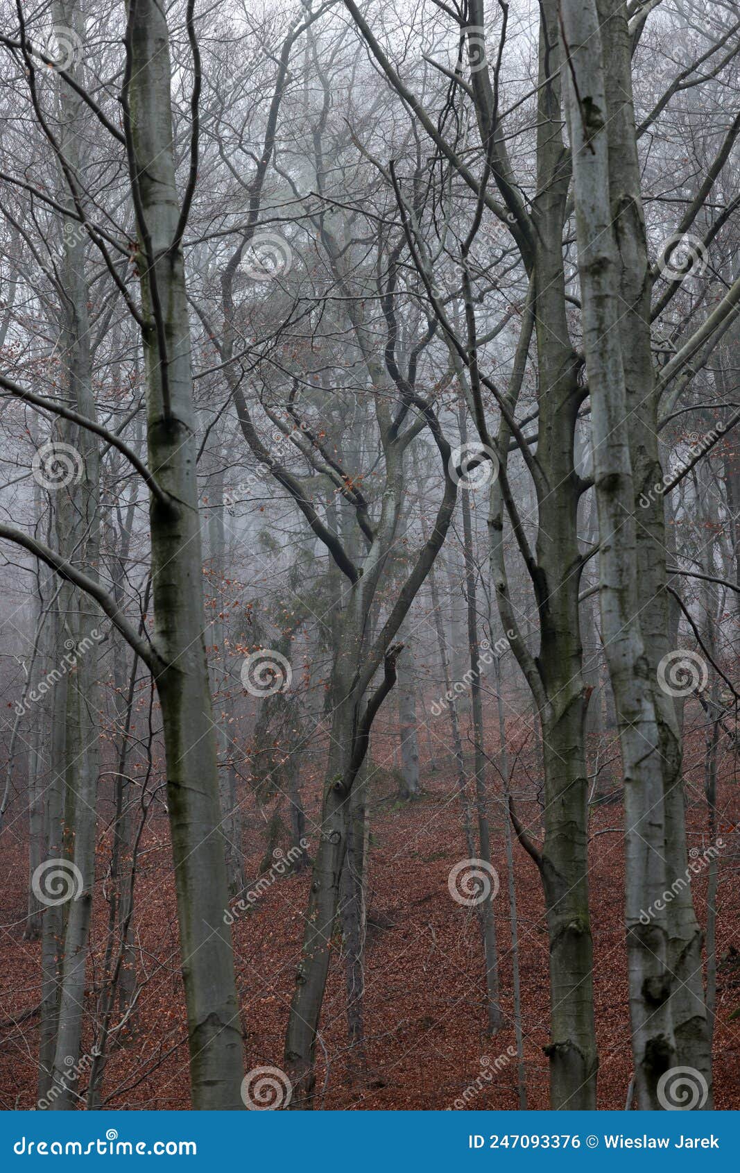 Silver-beech Tree Trunks Against the Dry Leaves. Stock Photo - Image of ...