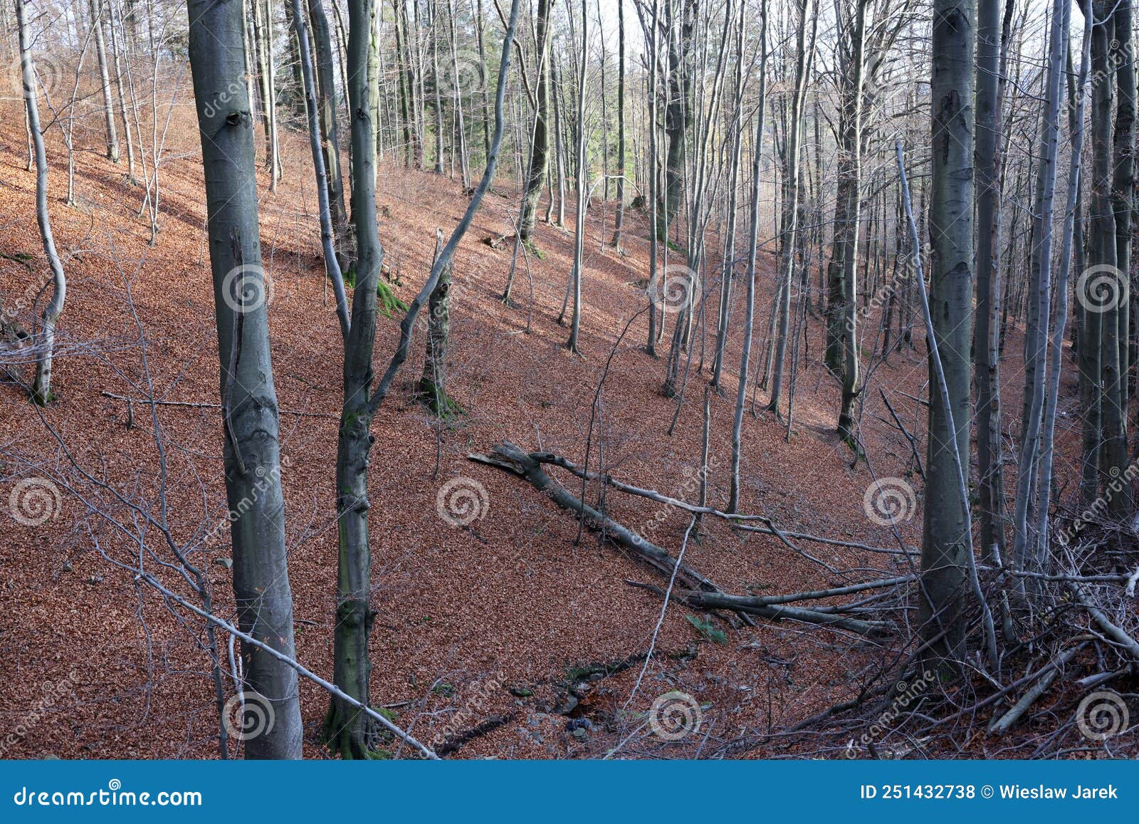 Silver-beech Tree Trunks Against the Dry Leaves Stock Photo - Image of ...