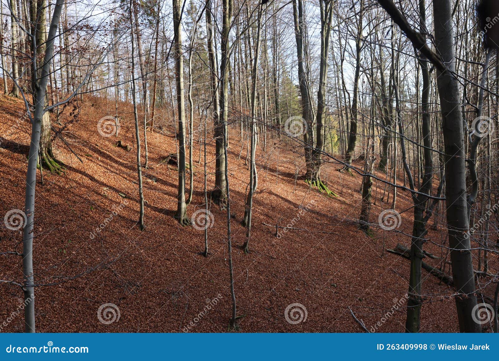 Silver-beech Tree Trunks Against the Dry Leaves. Stock Photo - Image of ...